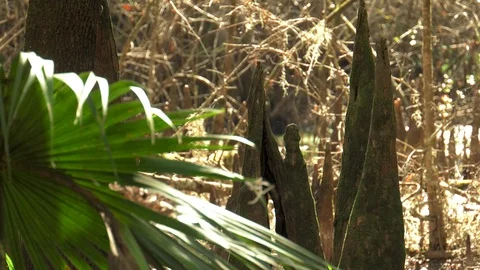 Cypress Stump with Palm Fran Plant | Stock Video | Pond5