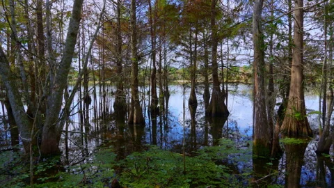 CYPRESS TREES AT A LAKE | Stock Video | Pond5