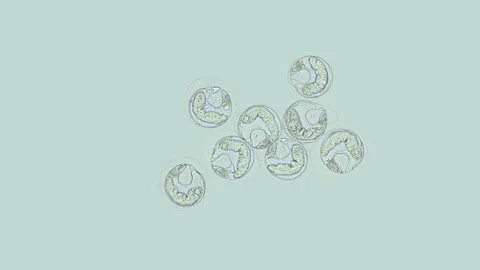 Cyst or capsule of parasitic worm cercar... | Stock Video | Pond5