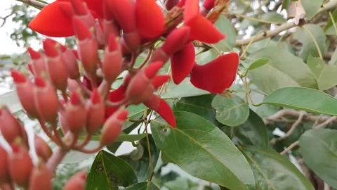 Erythrina Erythrina Stock Footage ~ Royalty Free Stock Videos | Pond5