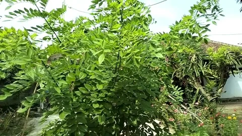 Dadap Plant Video, full color. | Stock Video | Pond5