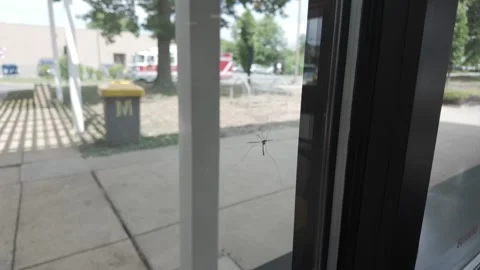 Daddy long legs fly on McDonald's window... | Stock Video | Pond5