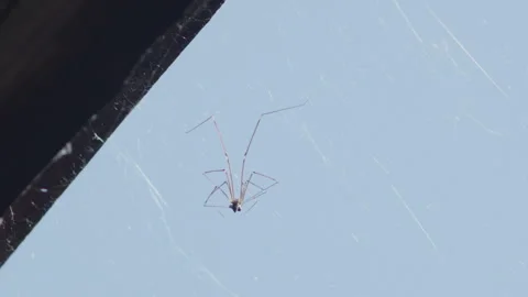 Daddy long-legs spider against blue sky ... | Stock Video | Pond5