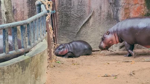 Daily routine of moodeng Pygmy hippopota... | Stock Video | Pond5