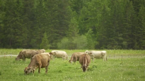 Dairy Brown Swiss herd of cattle grazing... | Stock Video | Pond5