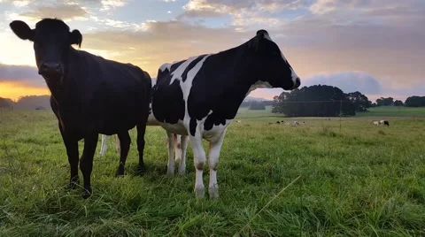 Cow Stock Video Footage | Royalty Free Cow Videos | Pond5