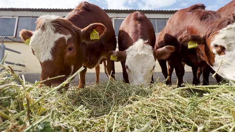 Dairy cattle feeding in pen on agricultu... | Stock Video | Pond5