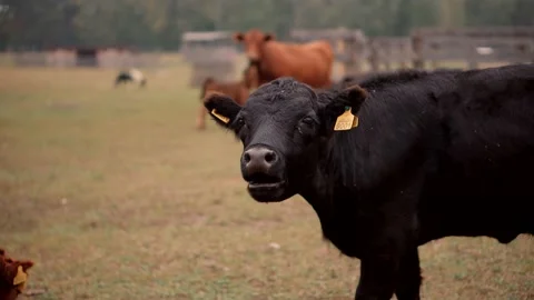 Dairy Cow On Cattle Farm. Milk Cow Calf.... | Stock Video | Pond5