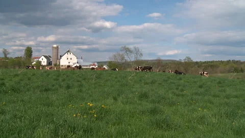 dairy cows on spring grass with massive ... | Stock Video | Pond5
