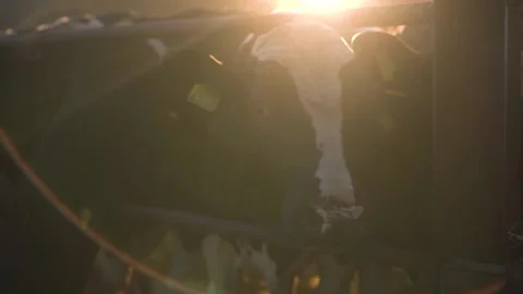 Sunset Dairy Farm Stock Videos – Royalty-Free HD & 4K Videos