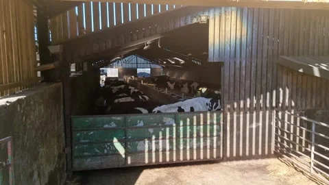 Livestock Shed Stock Videos – Royalty-Free HD & 4K Videos | Pond5