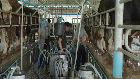 Dairy farm workers cleaning the cows' ud... | Stock Video | Pond5