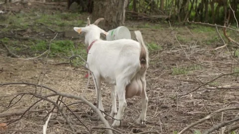 Animals Pooping Stock Videos – Royalty-Free HD & 4K Videos