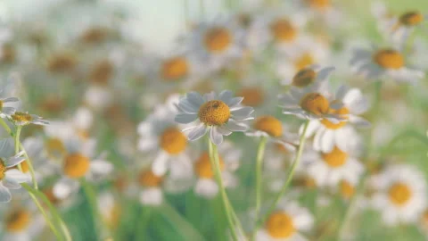 Daisy Flower Garden Full Bloom Plant. Ch... | Stock Video | Pond5