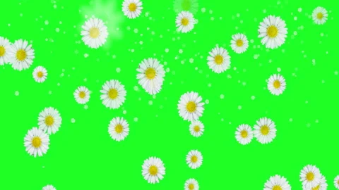 Daisy Flowers Flying Up On Green Screen ... | Stock Video | Pond5