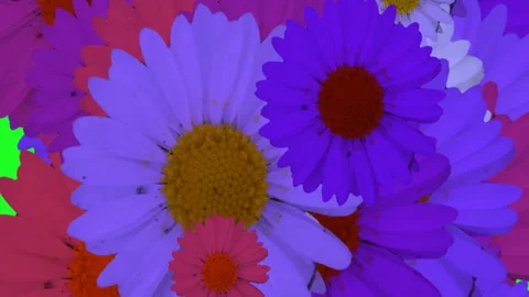 Daisy Flowers Flying Up On Green Screen ... | Stock Video | Pond5
