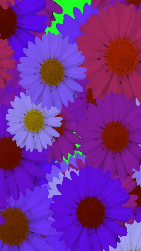 Daisy Flowers Flying Up On Green Screen ... | Stock Video | Pond5