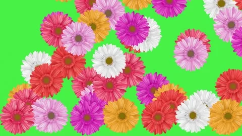 Daisy Flowers Transition Green Screen | Stock Video | Pond5