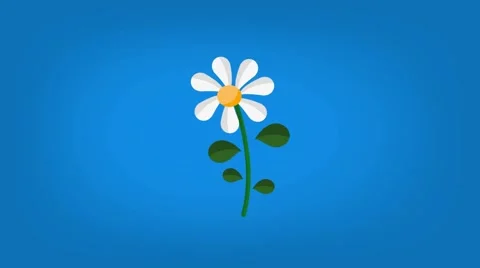 daisy - Vector Graphics - Food Animatio... | Stock Video | Pond5