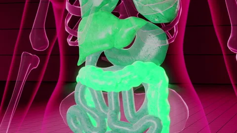 Large Intestine Stock Video Footage | Royalty Free Large Intestine ...