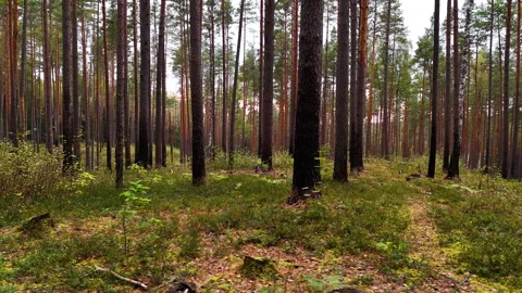 Aparse Forest Stock Videos – Royalty-Free HD & 4K Videos