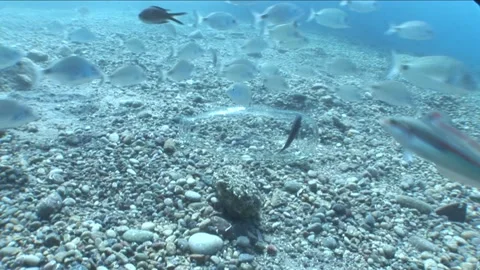 Trapped A Fish Stock Videos – Royalty-Free HD & 4K Videos | Pond5