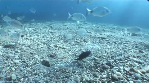 Trapped A Fish Stock Videos – Royalty-Free HD & 4K Videos | Pond5