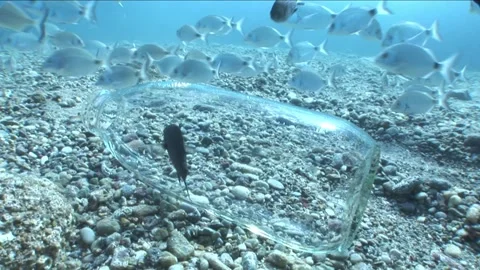 Trapped A Fish Stock Videos – Royalty-Free HD & 4K Videos | Pond5