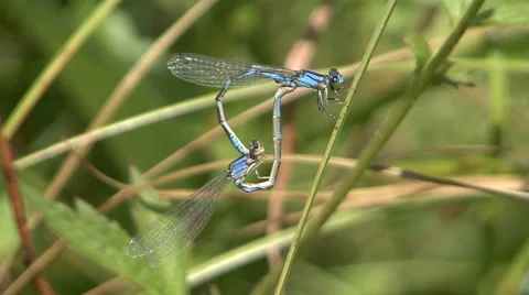 Damselfly Adult Mating Sex Pair Black Hi... | Stock Video | Pond5
