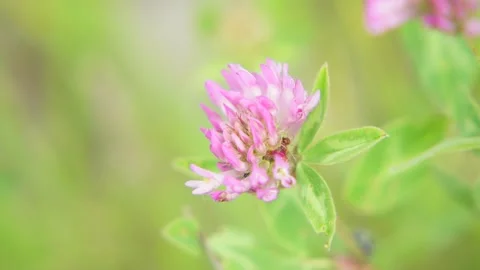 Clover Dancer Stock Videos – Royalty-Free HD & 4K Videos | Pond5