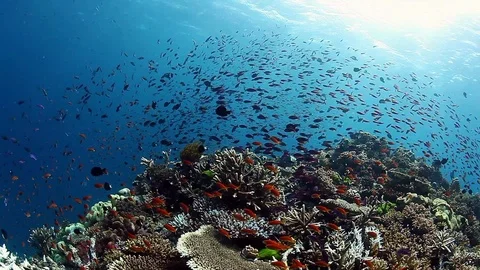 Dance of school of fish on coral reef in... | Stock Video | Pond5
