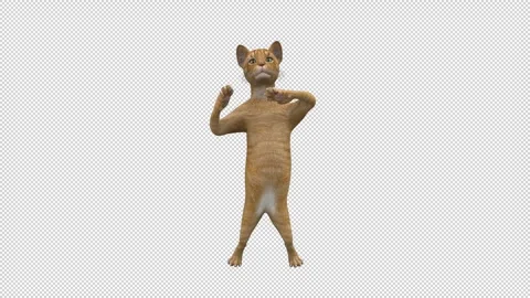 Dancing Cat - 3d render looped with alph... | Stock Video | Pond5