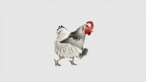 Dancing chicken - 3d render looped with ... | Stock Video | Pond5