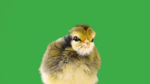 Dancing Animal Green Screen Stock Footage ~ Royalty Free Stock Videos ...