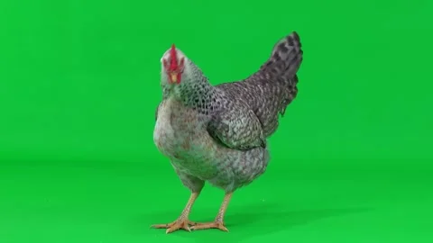 Dancing Animal Green Screen Stock Footage ~ Royalty Free Stock Videos ...