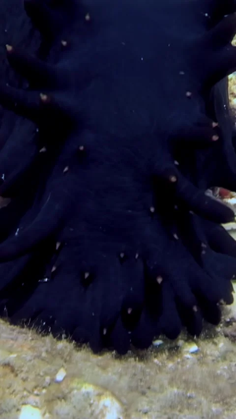 Dancing dragon sea slug glides through S... | Stock Video | Pond5