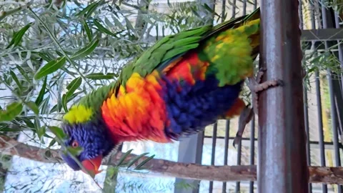a dancing parrot with rainbow colors on ... | Stock Video | Pond5