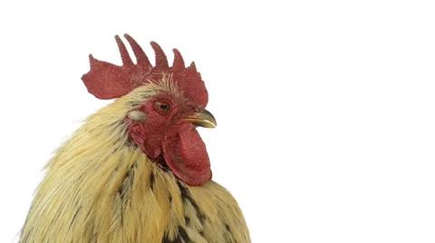 Rooster Dance Stock Footage ~ Royalty Free Stock Videos | Pond5