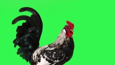 dancing rooster on green screen | Stock Video | Pond5