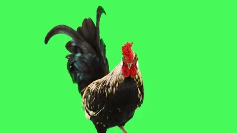 Dancing Animal Green Screen Stock Footage ~ Royalty Free Stock Videos ...