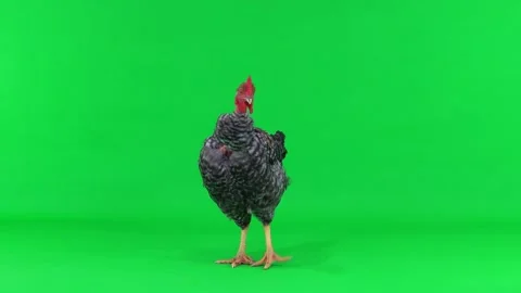 Rooster Green Screen Stock Videos – Royalty-Free HD & 4K Videos | Pond5