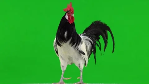 Dancing Animal Green Screen Stock Footage ~ Royalty Free Stock Videos ...