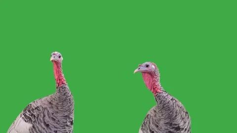 Dancing turkeys to popular Thanksgiving ... | Stock Video | Pond5