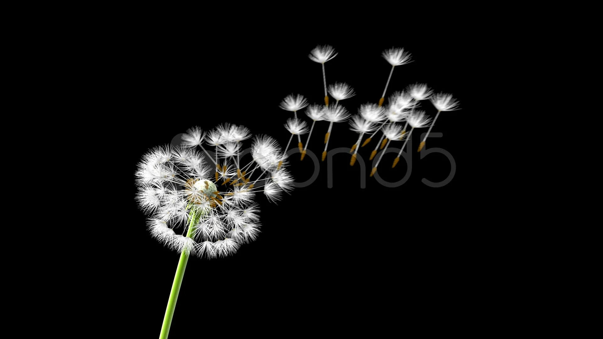 Dandelion Blowing Background