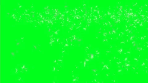 Dandelion Green Screen Stock Video Footage | Royalty Free Dandelion Green Screen Videos | Pond5
