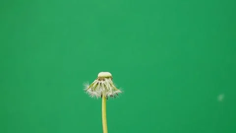 Dandelion Green Screen Stock Video Footage | Royalty Free Dandelion Green Screen Videos | Pond5