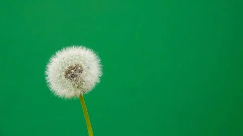 Dandelion Green Screen Stock Video Footage | Royalty Free Dandelion Green Screen Videos | Pond5