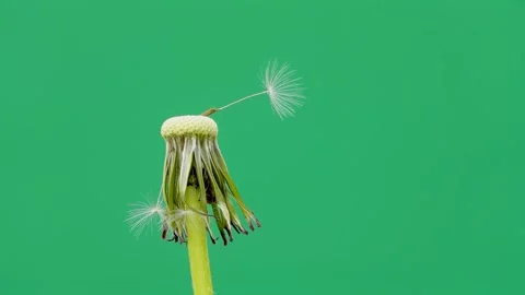 Dandelion Green Screen Stock Video Footage | Royalty Free Dandelion Green Screen Videos | Pond5