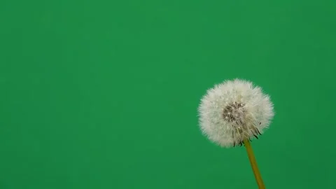 Dandelion Green Screen Stock Video Footage | Royalty Free Dandelion Green Screen Videos | Pond5