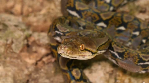 Python Stock Footage ~ Royalty Free Stock Videos | Pond5